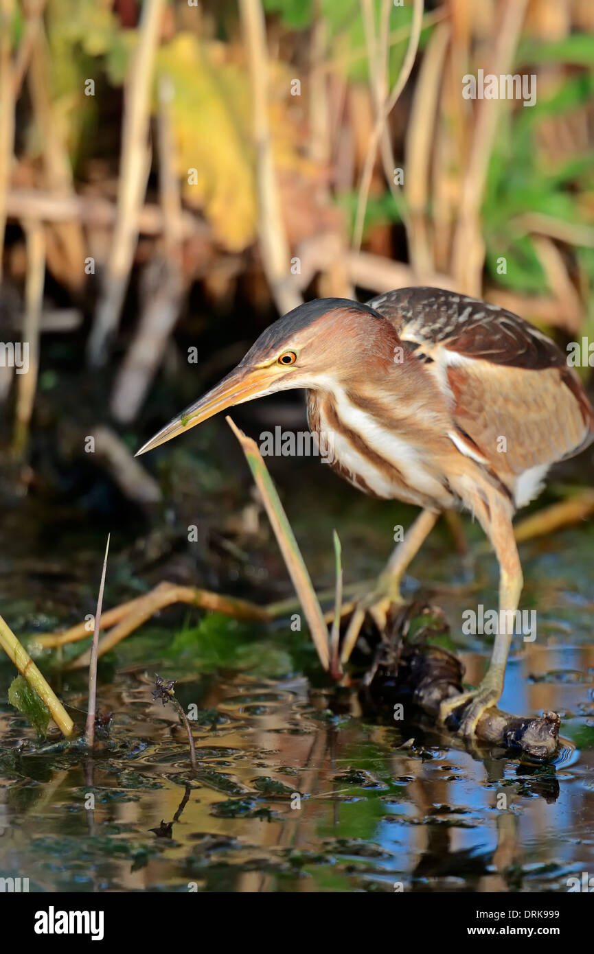 Little Bittern (Ixobrychus minutus), female, Greece, Europe Stock Photo ...