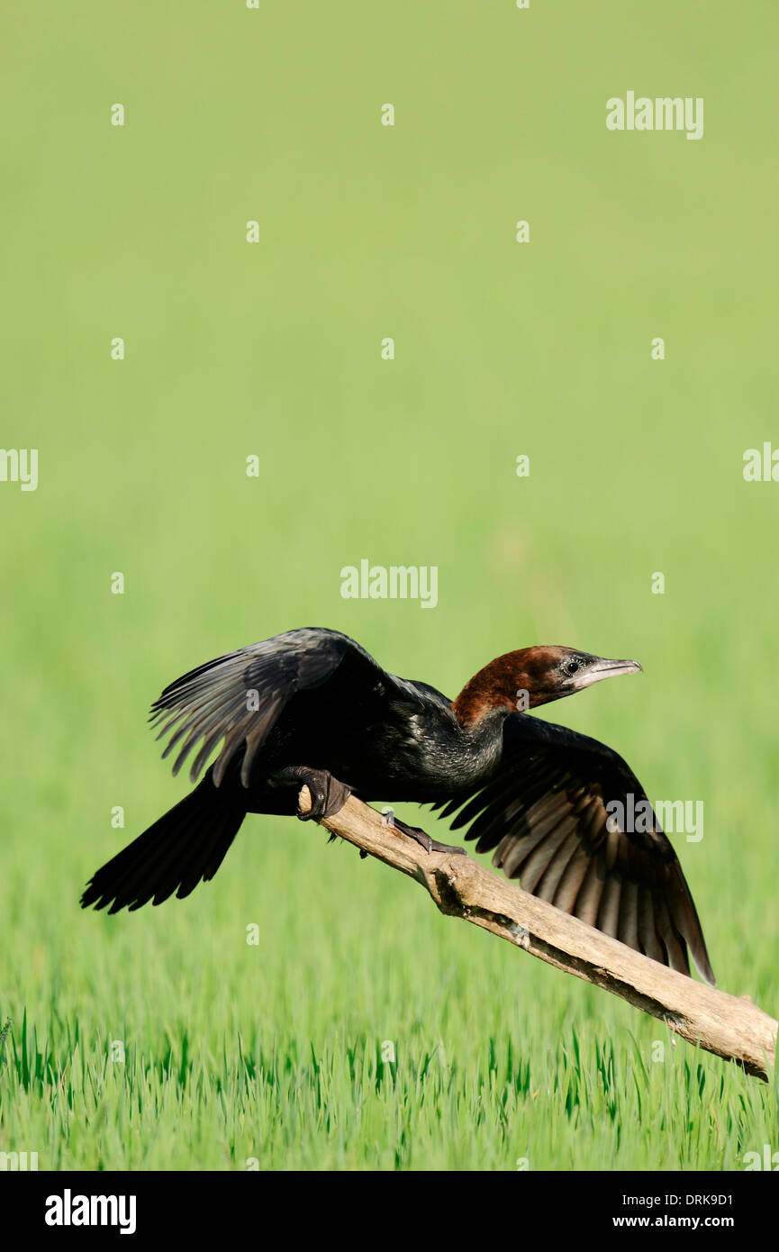 Pygmy Cormorant (Phlalacrocorax pygmeus), Greece, Europe Stock Photo ...