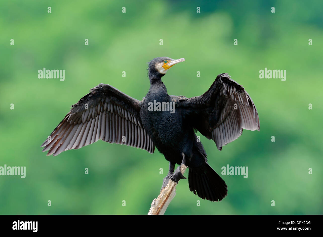 Great Cormorant (Phalacrocorax carbo), drying wings, Greece, Europe ...