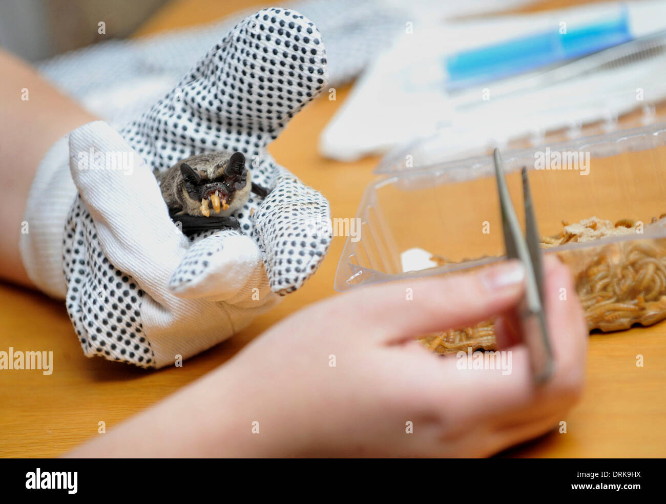 Ostrava, Czech Republic . 27th Jan, 2014. Feeding of Parti-coloured Bat ...