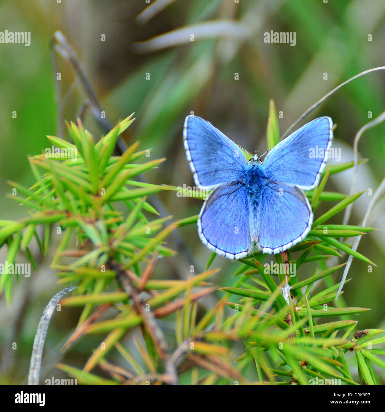 Open wings common blue butterfly hi-res stock photography and images ...