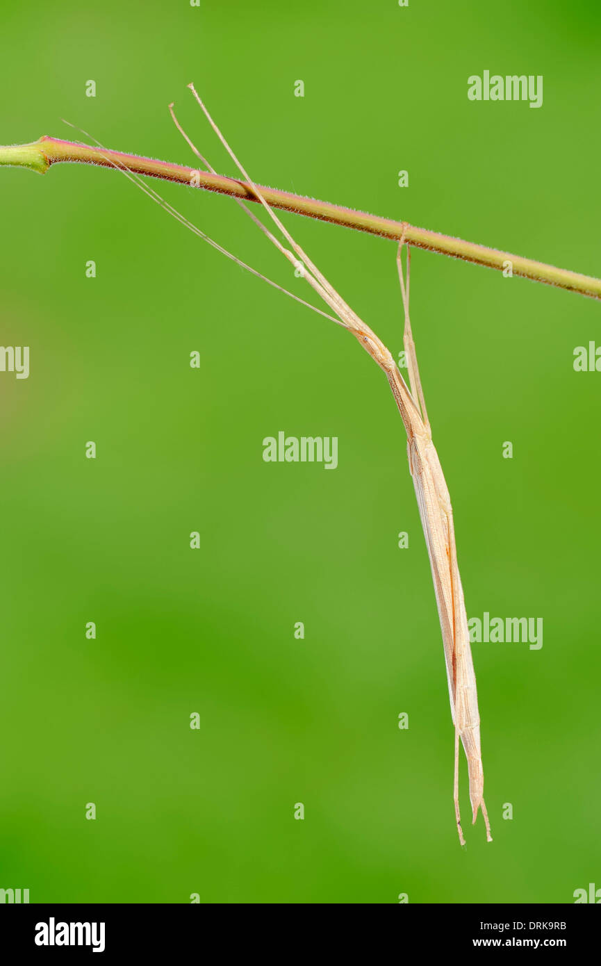 Pink Winged Walking Stick High Resolution Stock Photography and Images ...