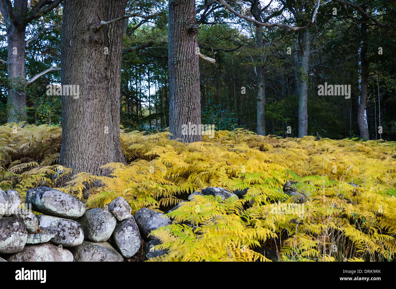 Bracken colours hi-res stock photography and images - Alamy
