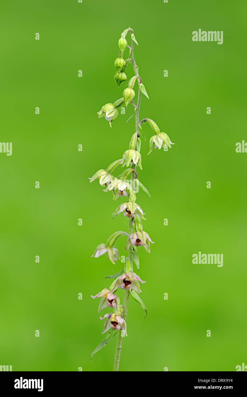 Broad leaved helleborine orchid epipactis High Resolution Stock Photography and Images - Alamy