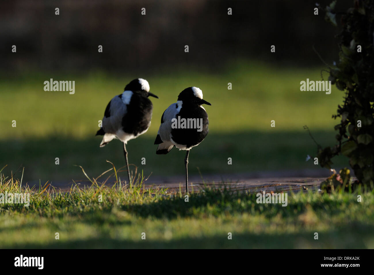Blacksmith lapwing hi-res stock photography and images - Alamy