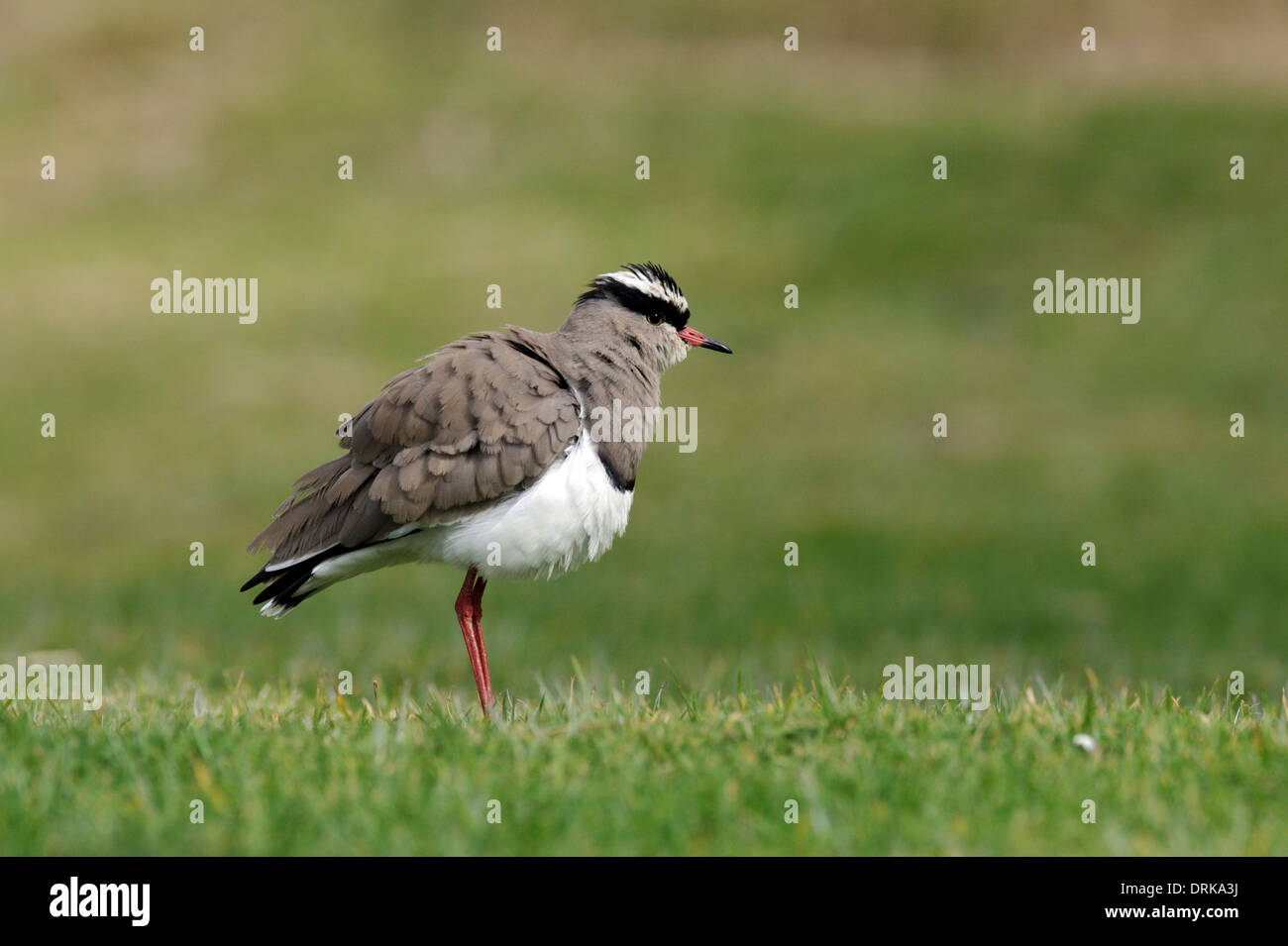 Crowned Plover / Crowned Lapwing (Vanellus coronatus), Kruger National ...