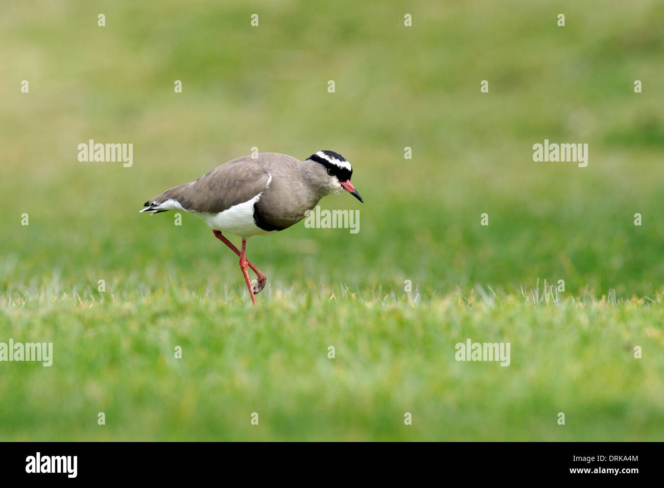 Crowned Plover / Crowned Lapwing (Vanellus coronatus), Kruger National ...