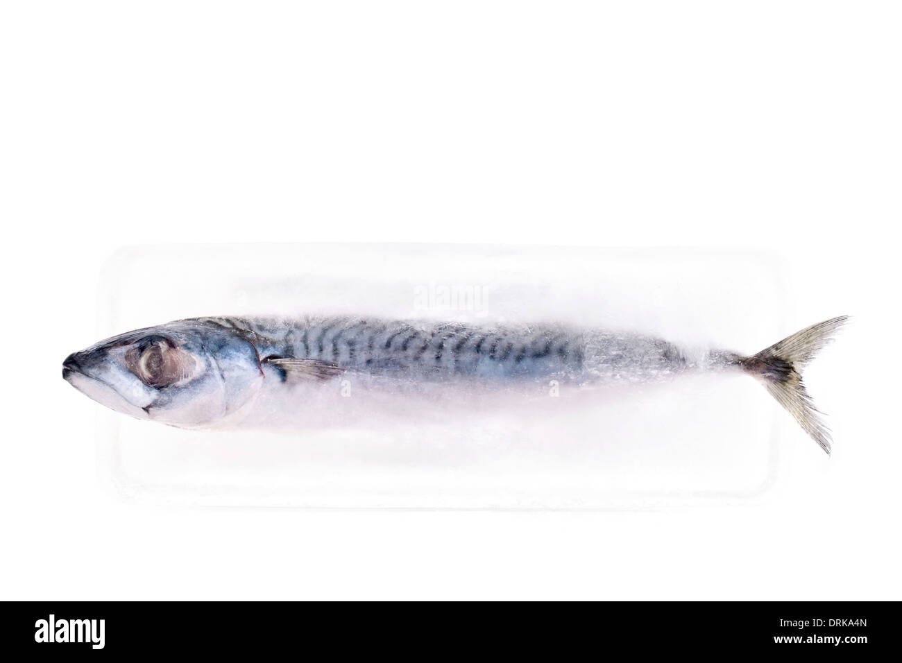 Fish frozen ice Cut Out Stock Images & Pictures - Alamy