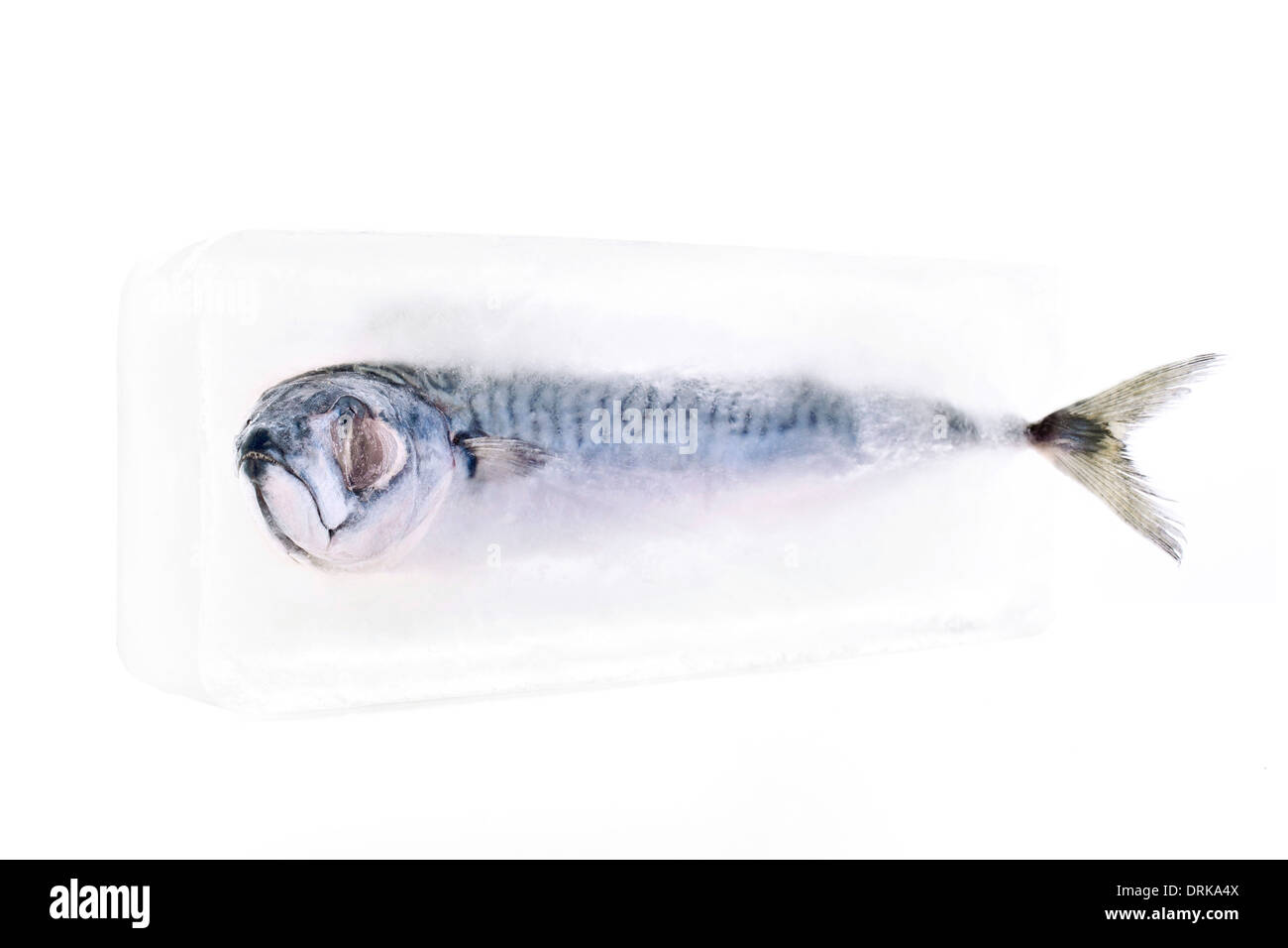 Fish frozen ice Cut Out Stock Images & Pictures - Alamy
