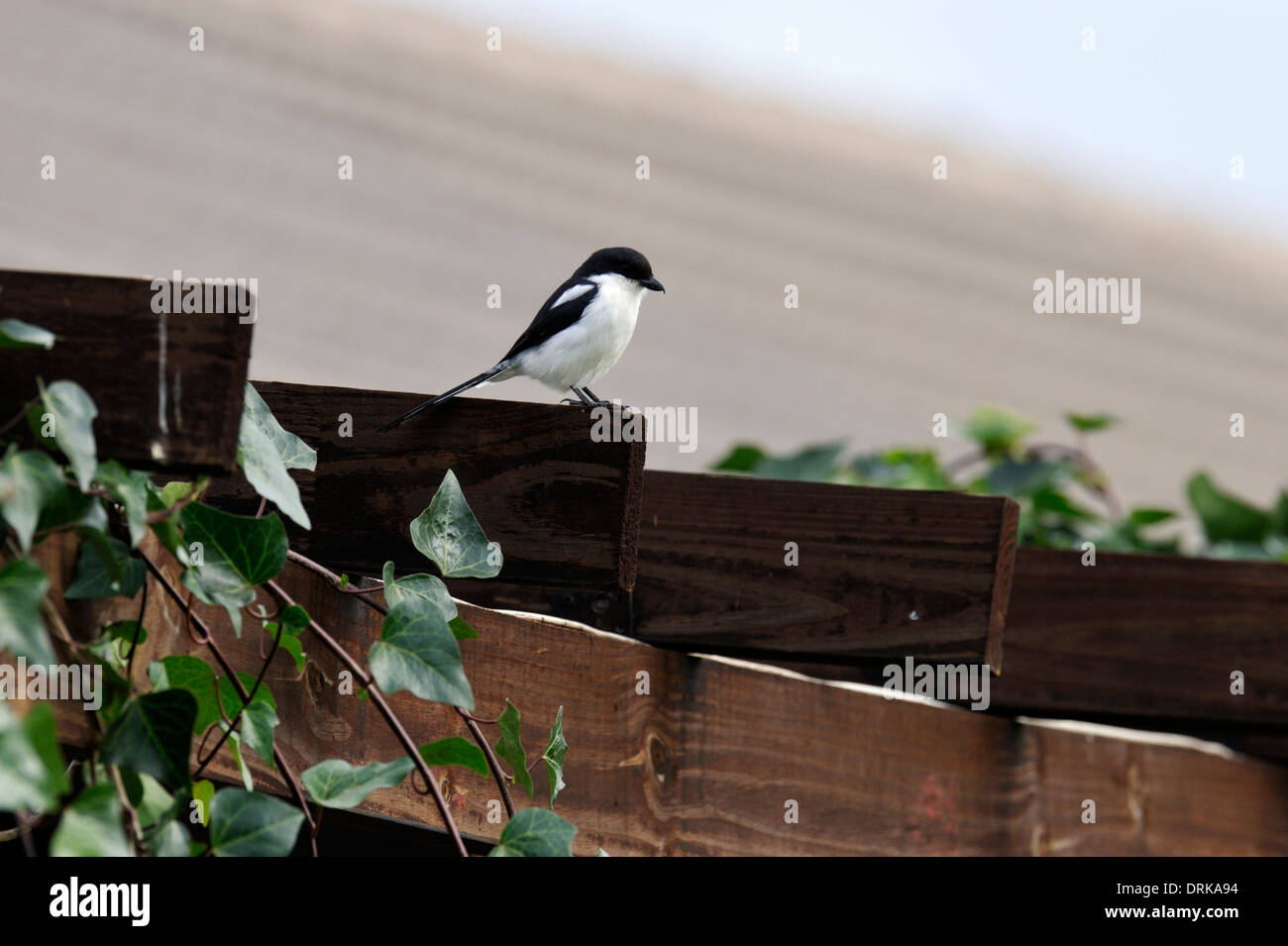 Common fiscal (Fiscal shrike) (Lanius collaris) in Kruger National Park ...