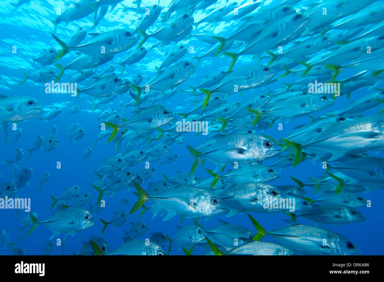 School silvery fish swimming together hi-res stock photography and ...
