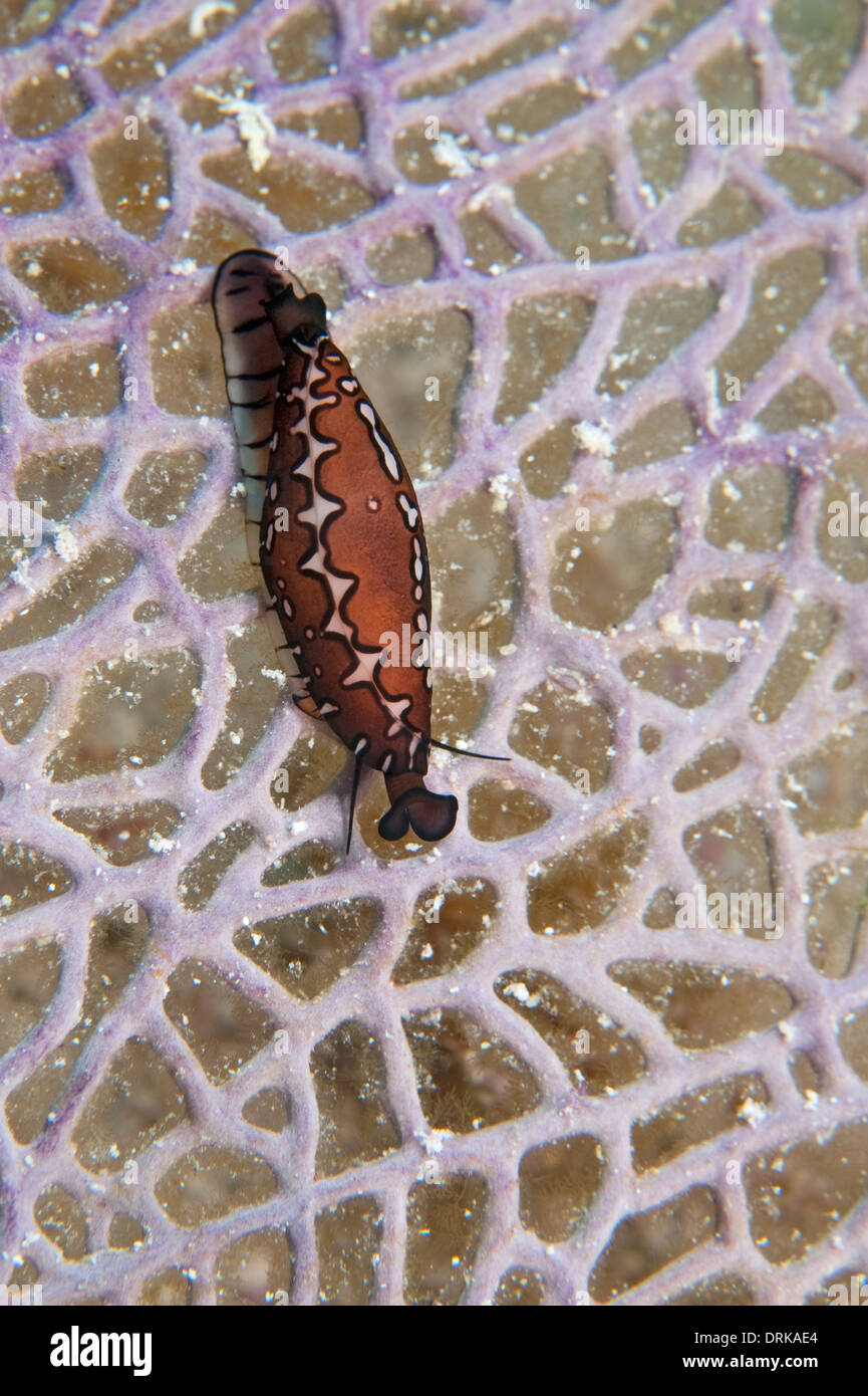A Triangular Cyphoma on a sea fan in Little Cayman Stock Photo - Alamy