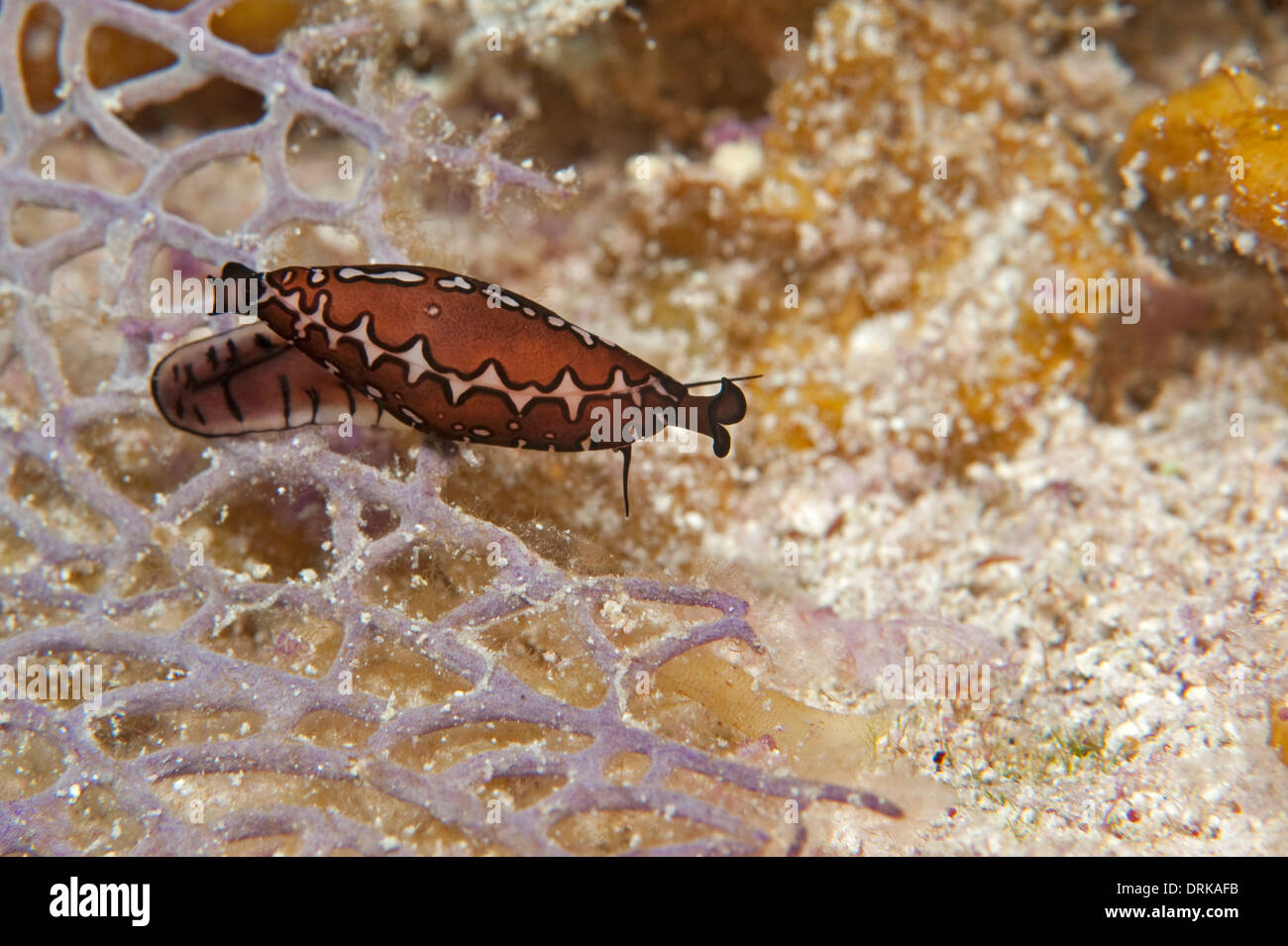 Cowries hi-res stock photography and images - Alamy