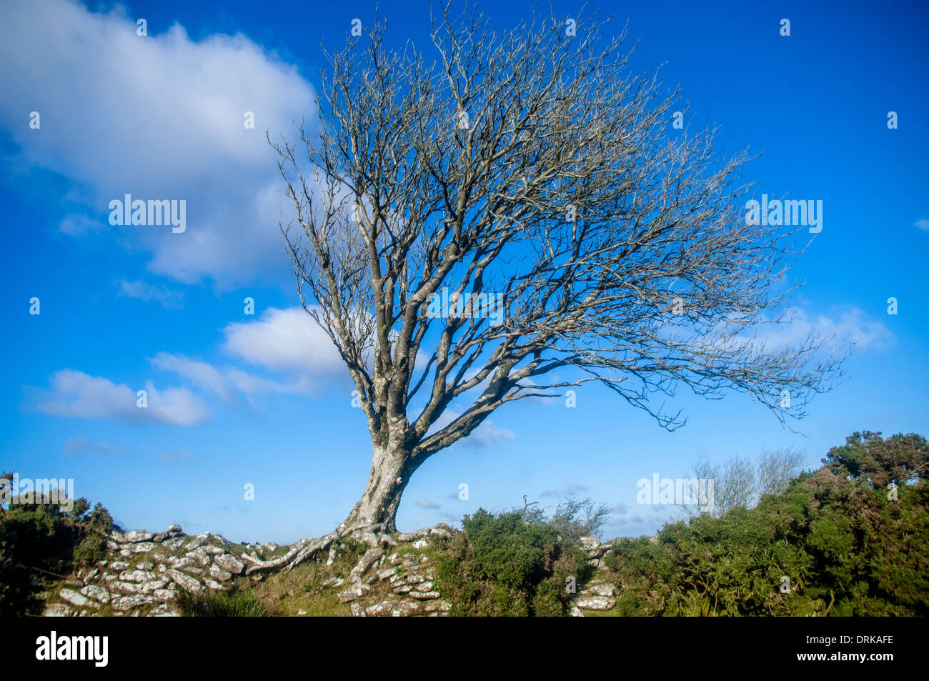 Tree on the stone wall hi-res stock photography and images - Alamy