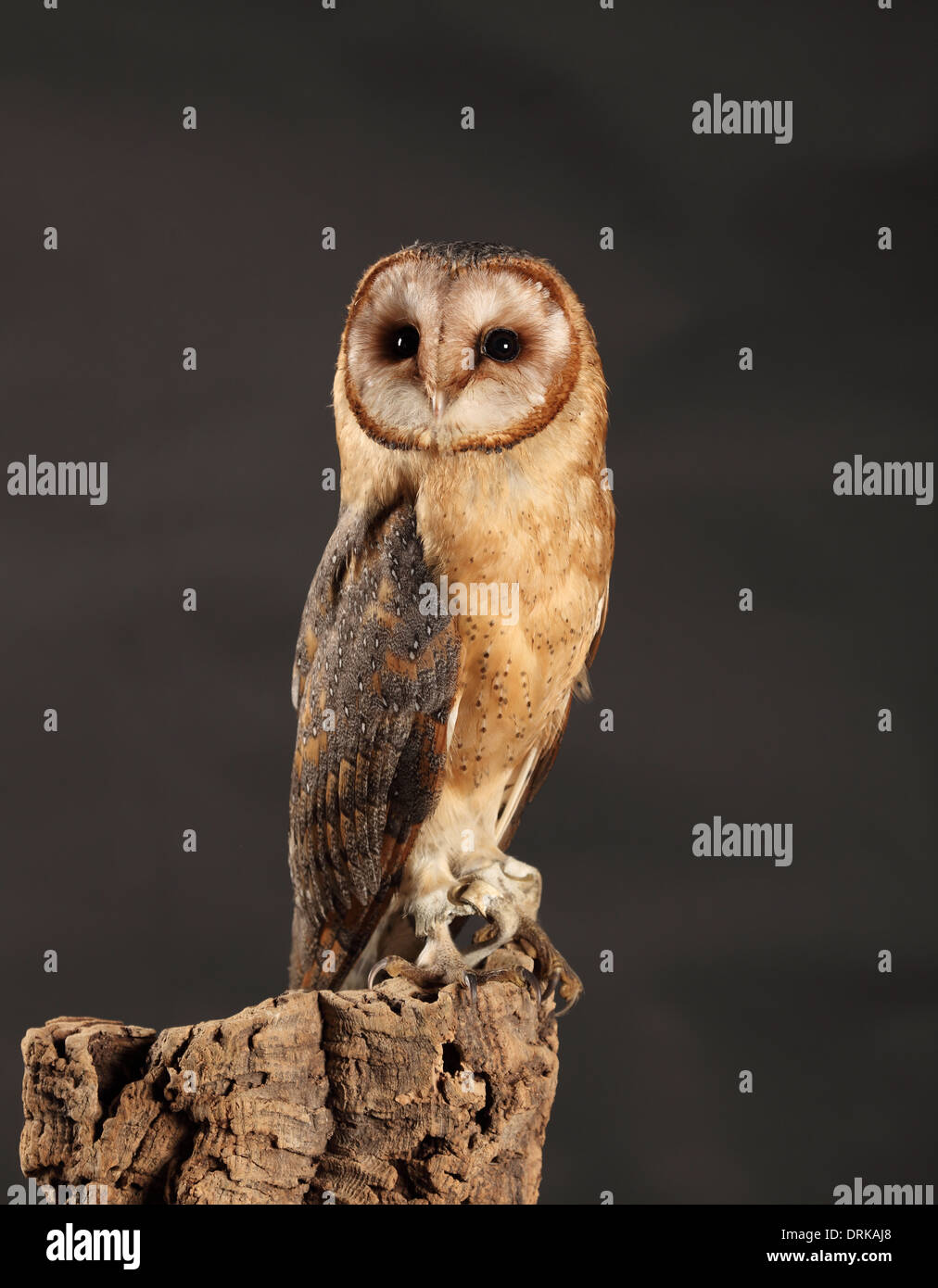 African Barn Owl Stock Photo - Alamy