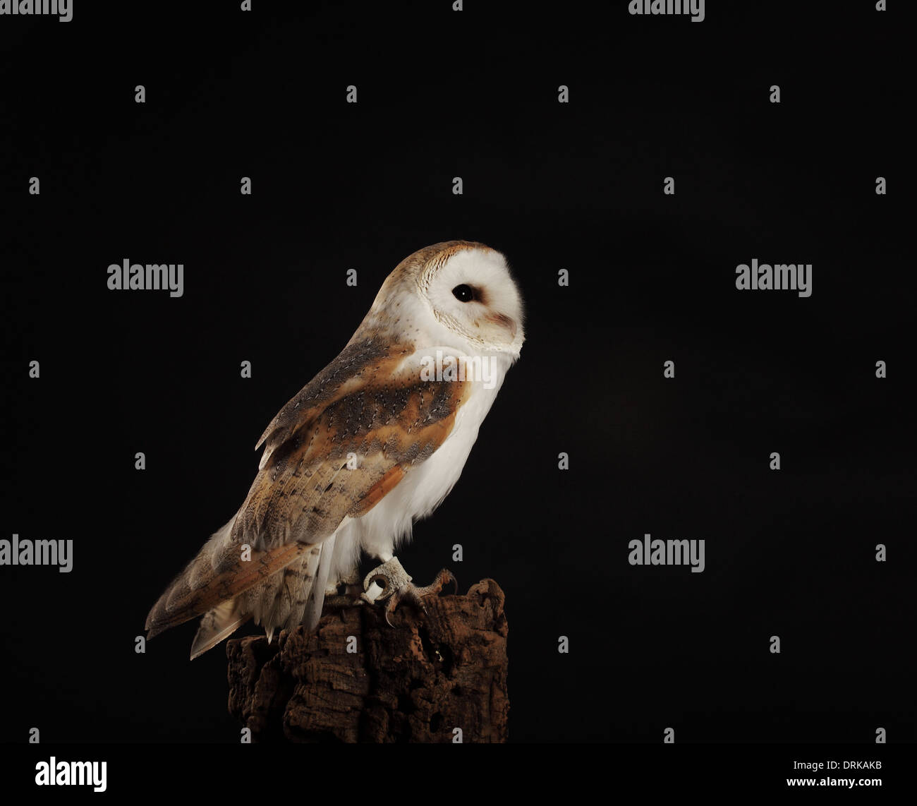 Side view of a barn Owl Stock Photo - Alamy