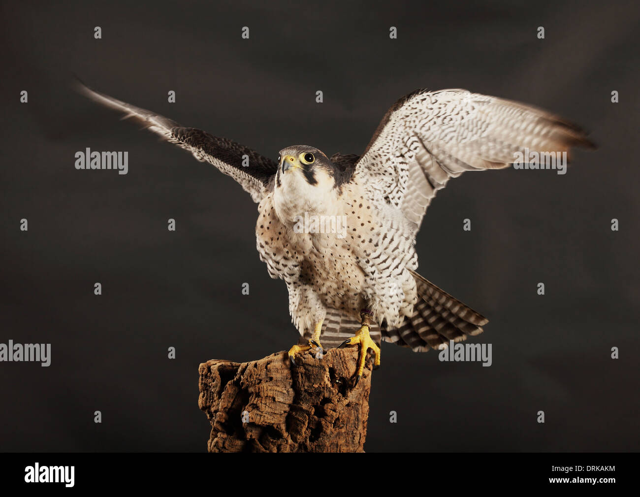 Peregrine hybrid Falcon Flapping wings Stock Photo - Alamy