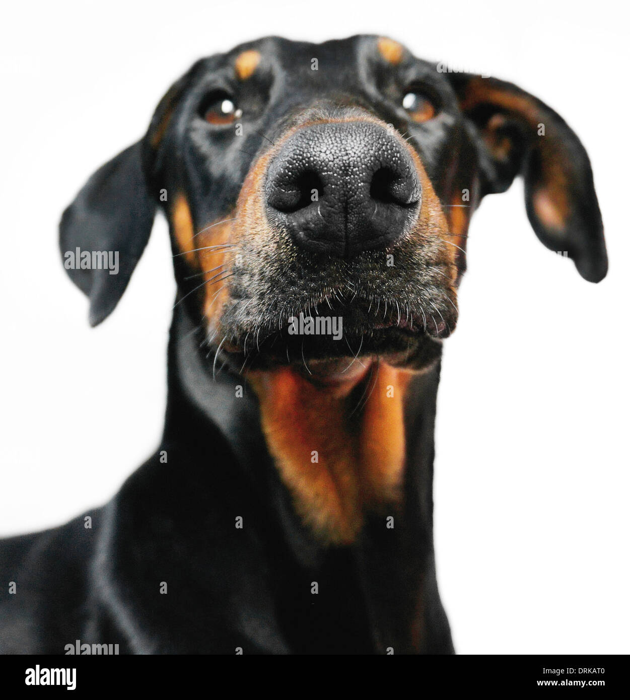 Doberman hi-res stock photography and images - Alamy