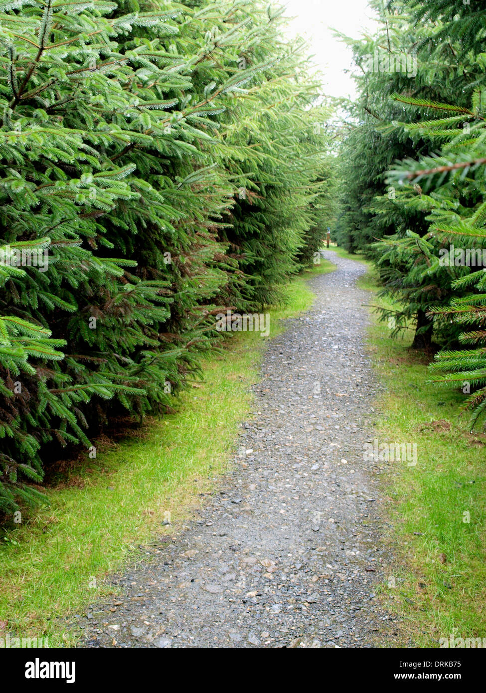 Path through the woods, Devon, UK Stock Photo - Alamy