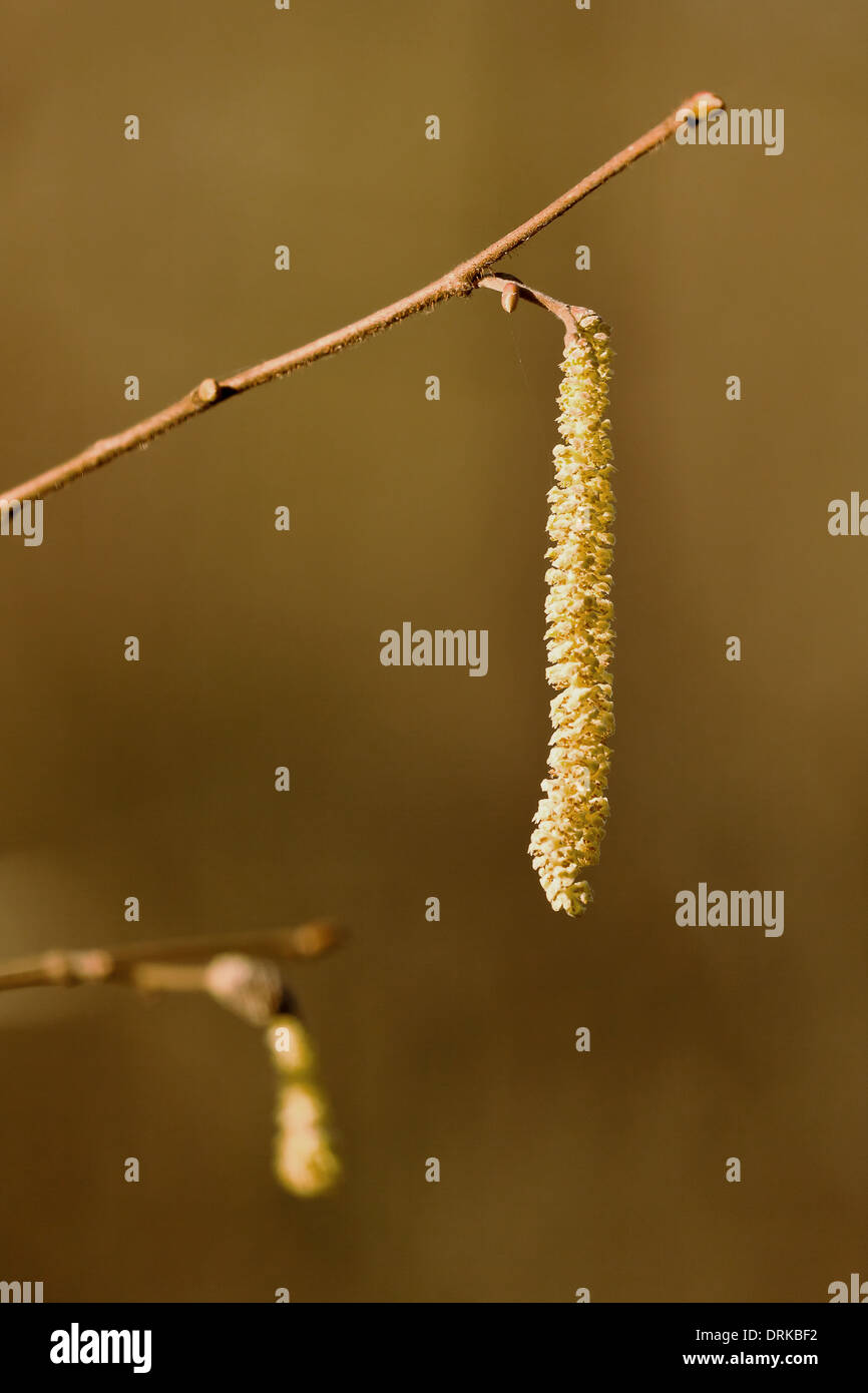 Male hazel catkins hi-res stock photography and images - Alamy