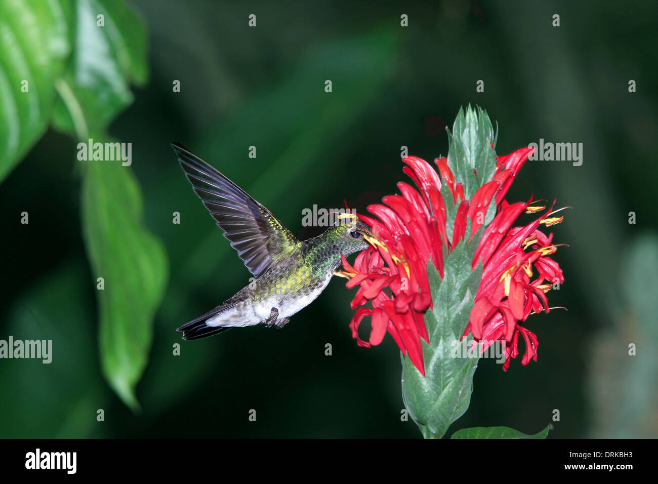 White-vented Plumeleteer Hummingbird (Chalibura buffoni) in flight ...