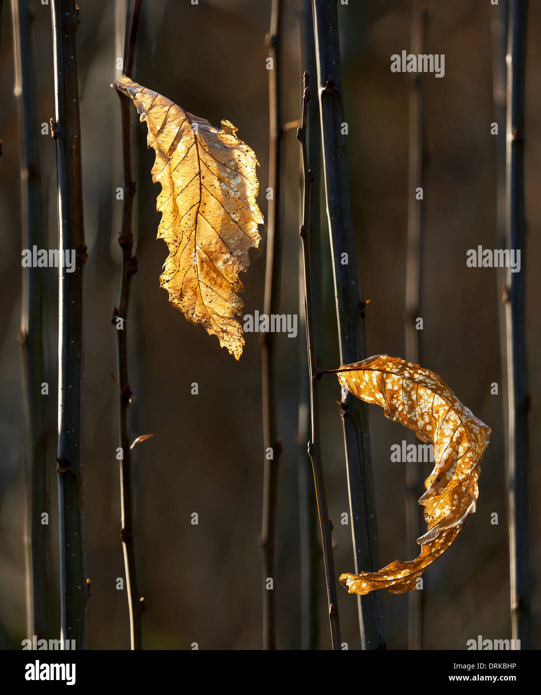 Sunshine between the leaves hi-res stock photography and images - Alamy