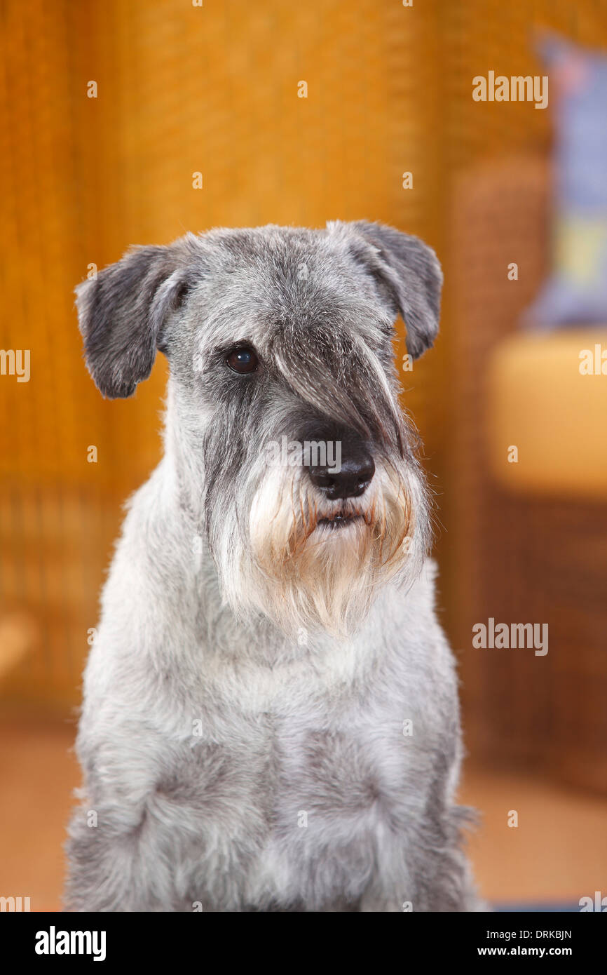 Grey schnauzer hi-res stock photography and images - Alamy