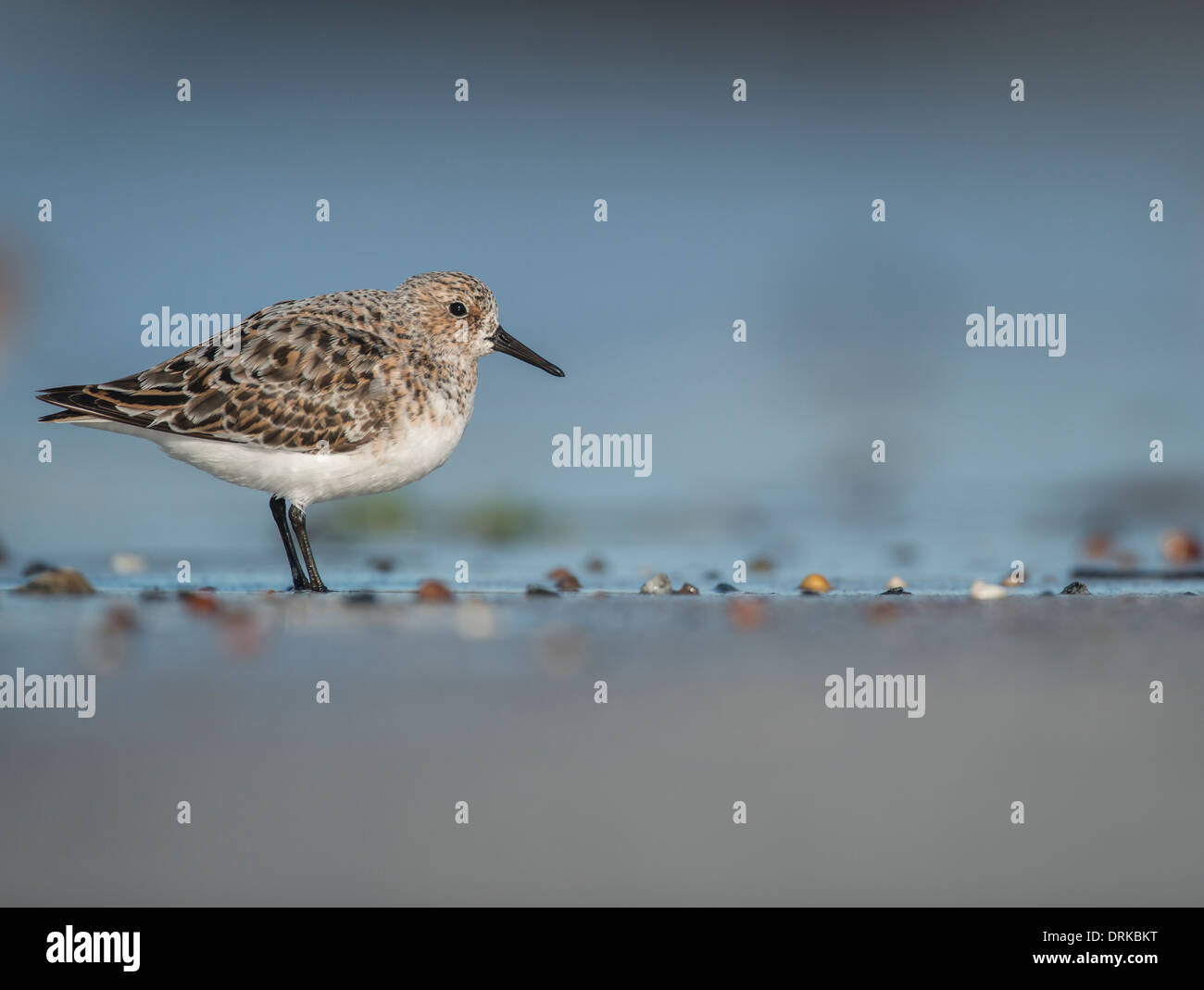 Sanderling upon pebbled beach in summer plumage Stock Photo - Alamy
