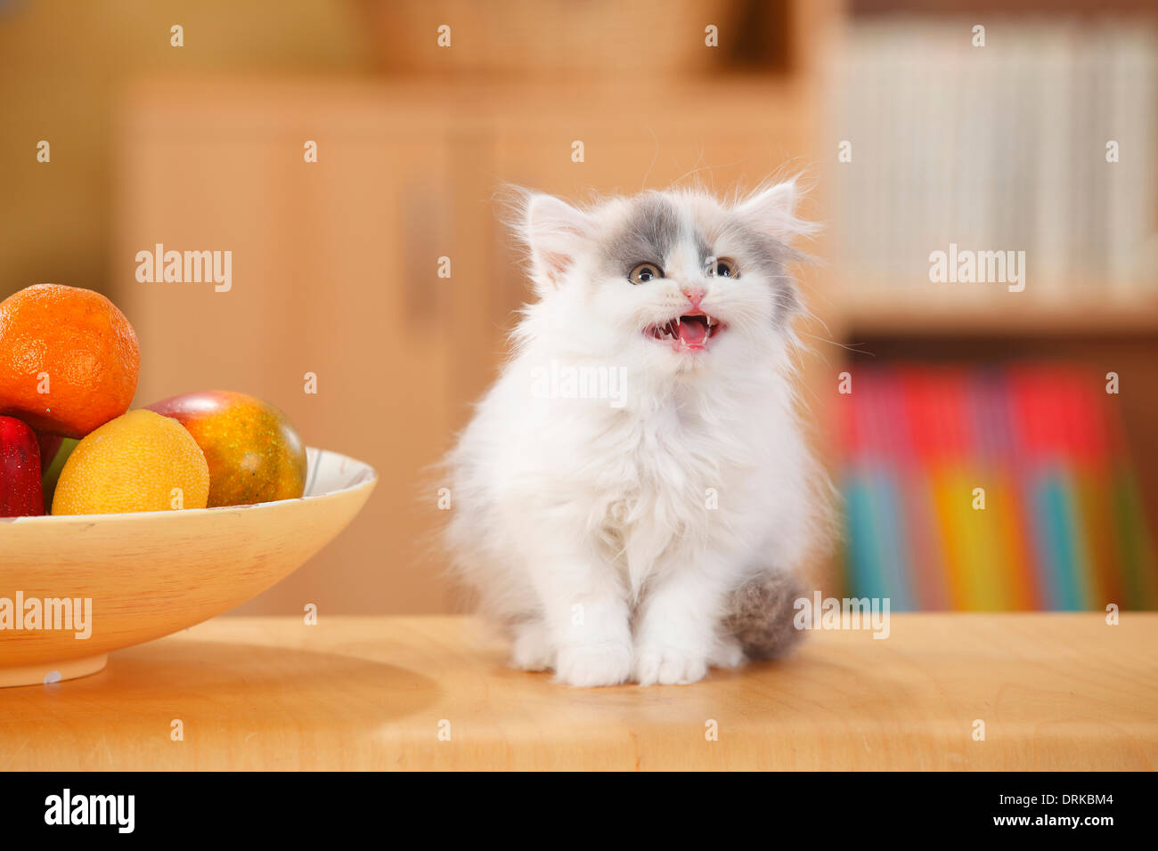 British Longhair, kitten, screaming Stock Photo - Alamy