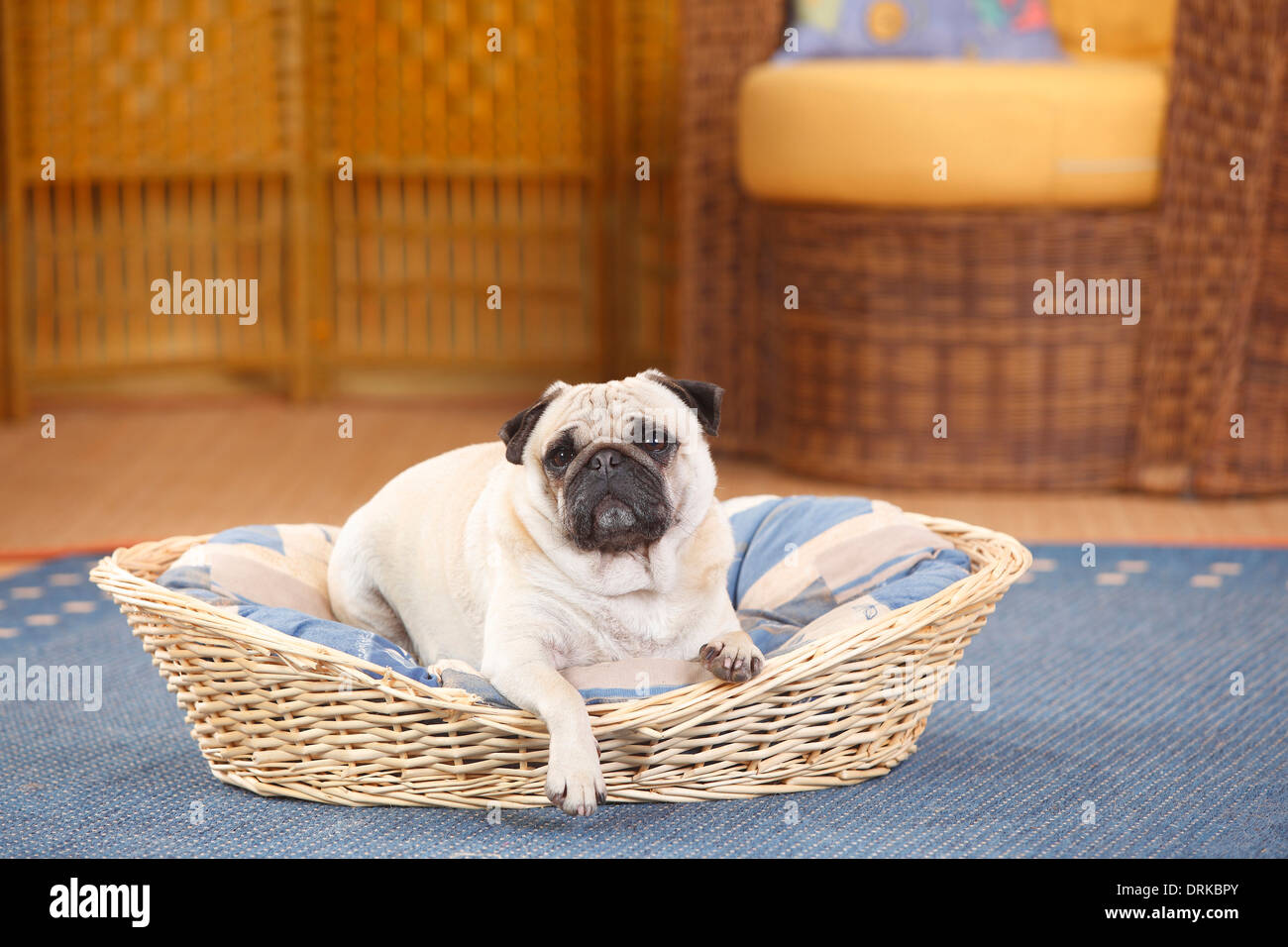 Pug lying in a dog basket Stock Photo - Alamy