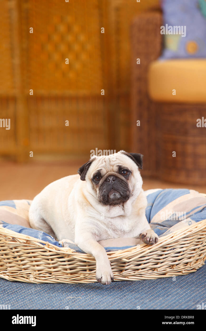 Pug lying in a dog basket Stock Photo - Alamy