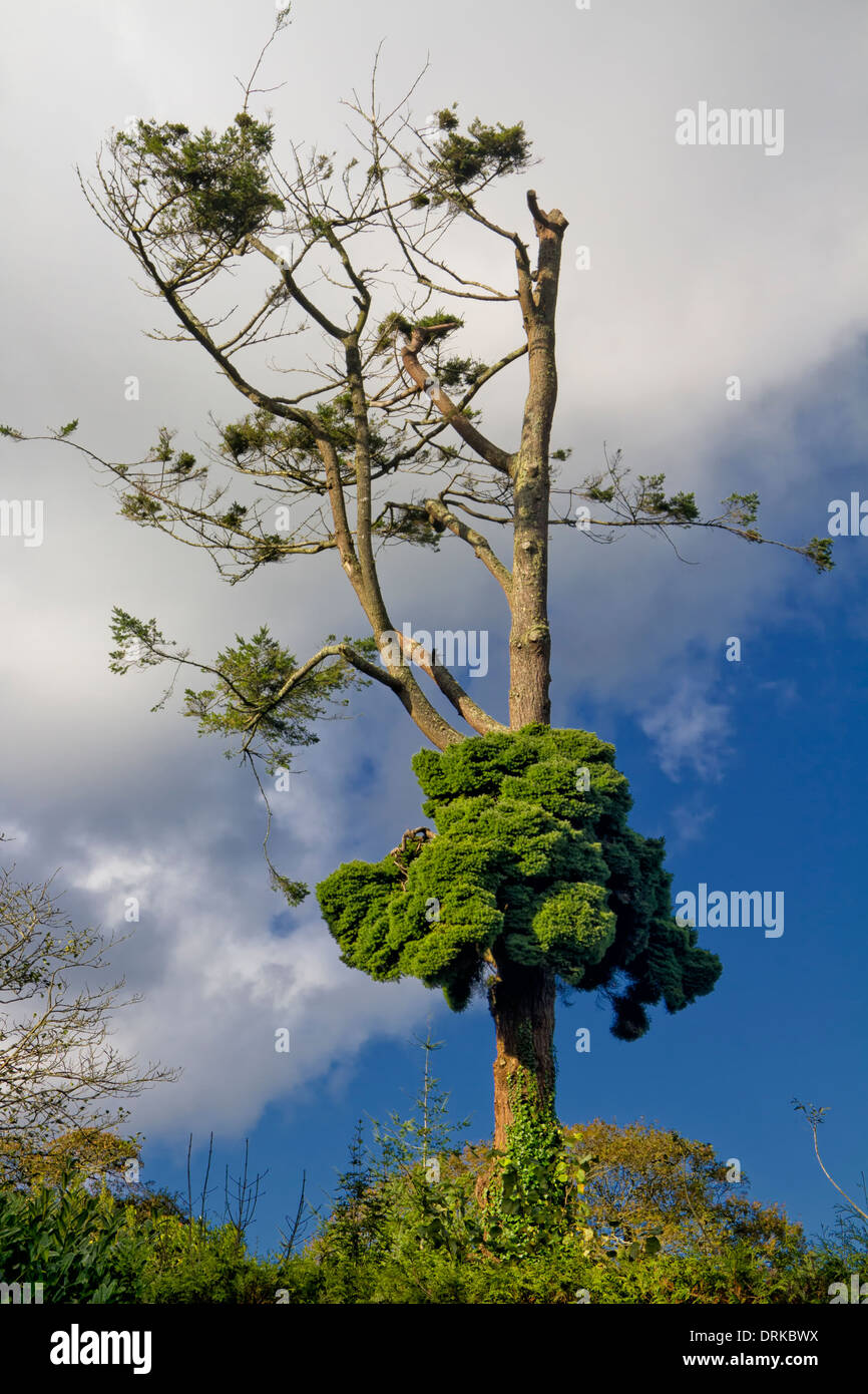 Scots pine tree Stock Photo - Alamy