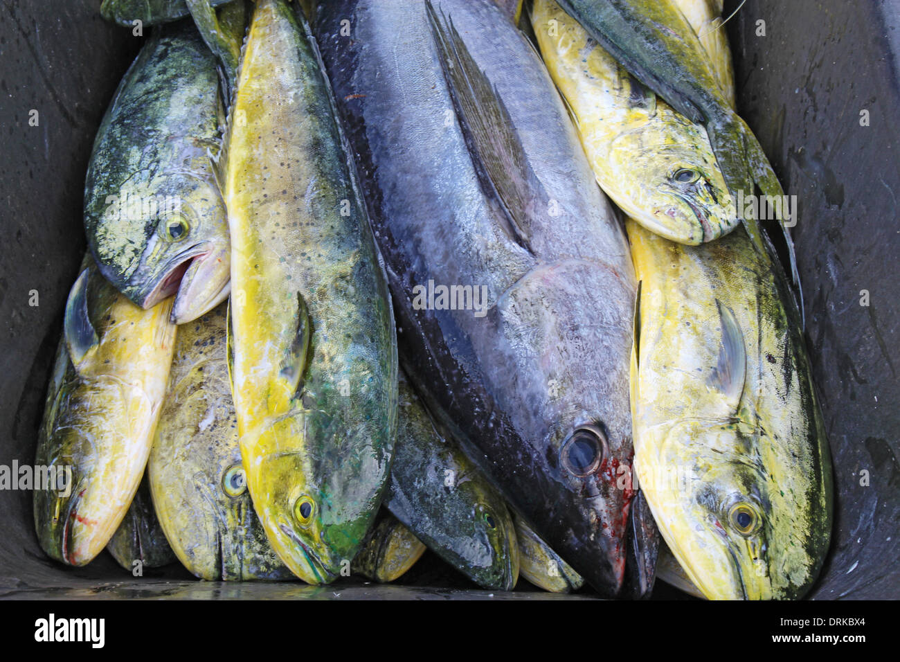 Cobia fish hi-res stock photography and images - Alamy