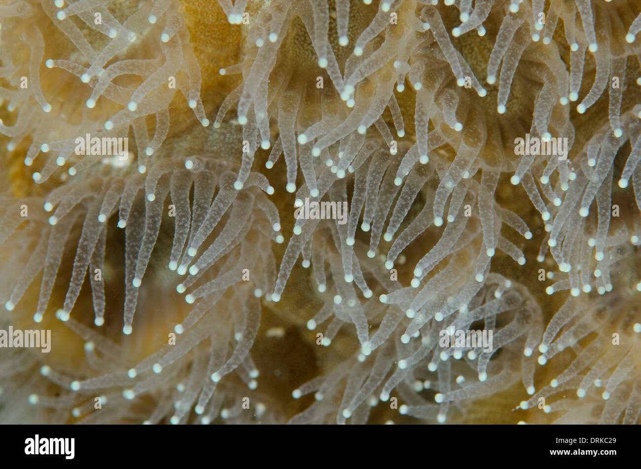 Coral feeding polyps hi-res stock photography and images - Alamy