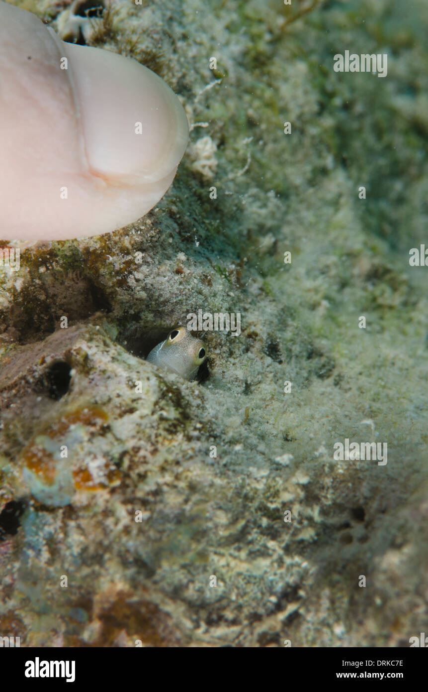 tiny blenny fish on reef and diver thumb underwater, Alloblennius ...