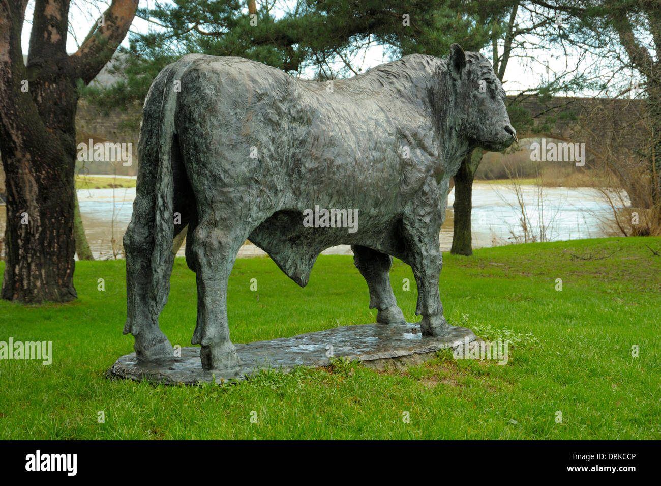 Welsh black bull hi-res stock photography and images - Alamy