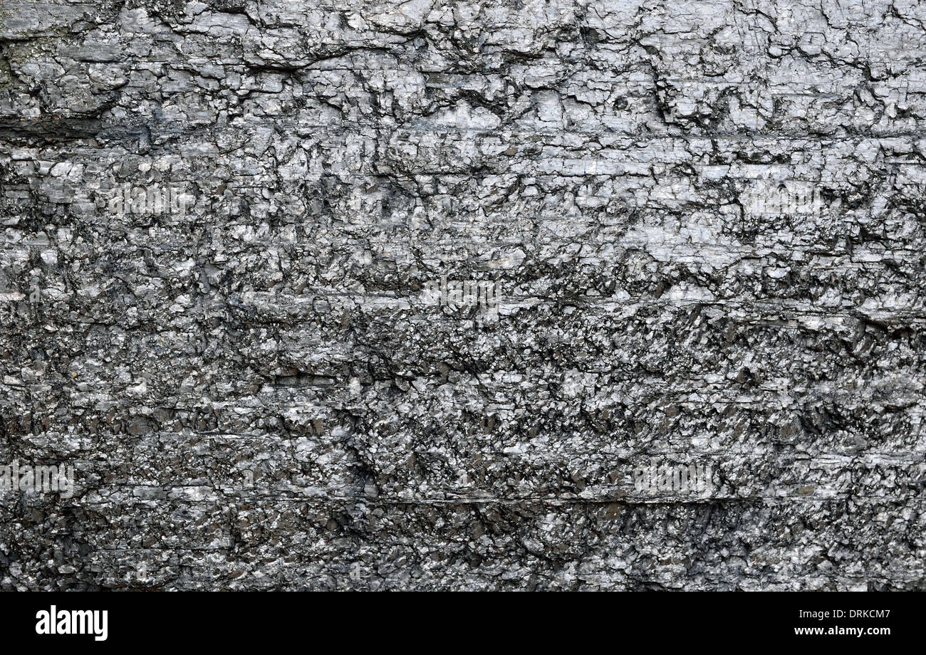 Black fossil hi-res stock photography and images - Alamy