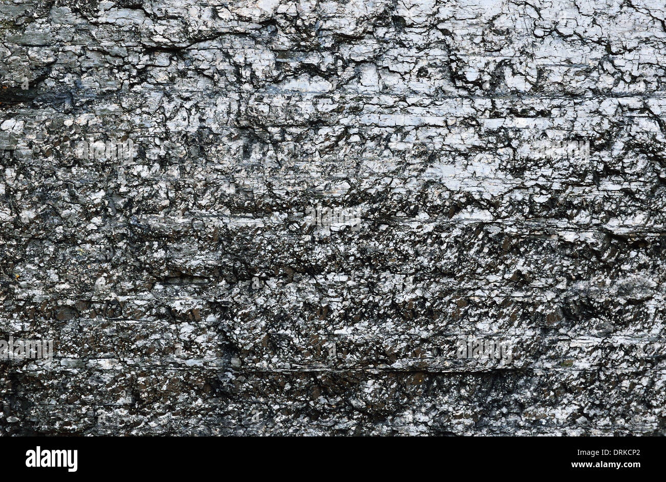 Black fossil hi-res stock photography and images - Alamy