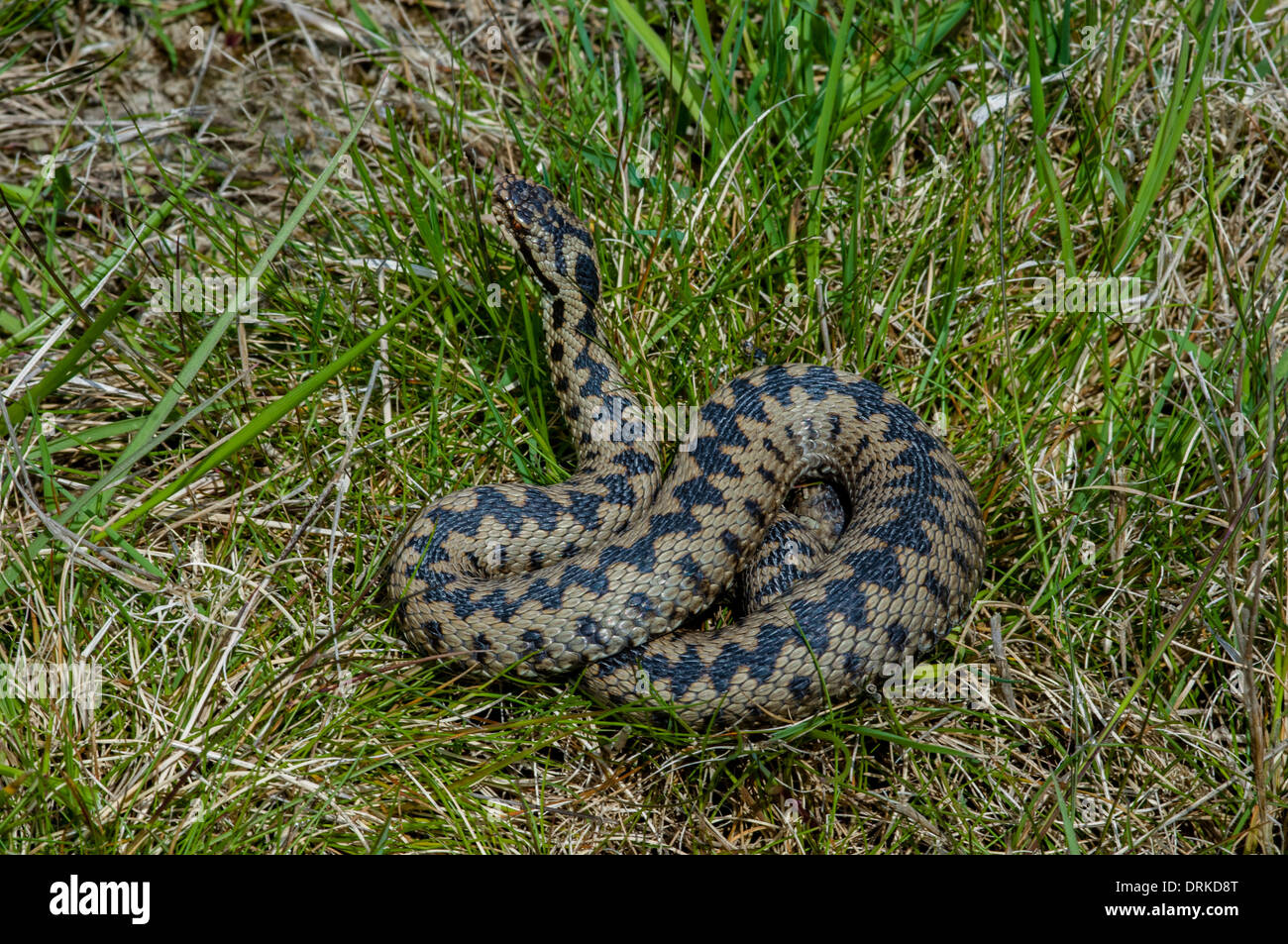 Viperus Berus High Resolution Stock Photography and Images - Alamy