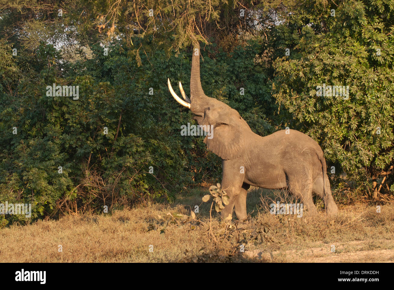 Elephant fruit hi-res stock photography and images - Alamy