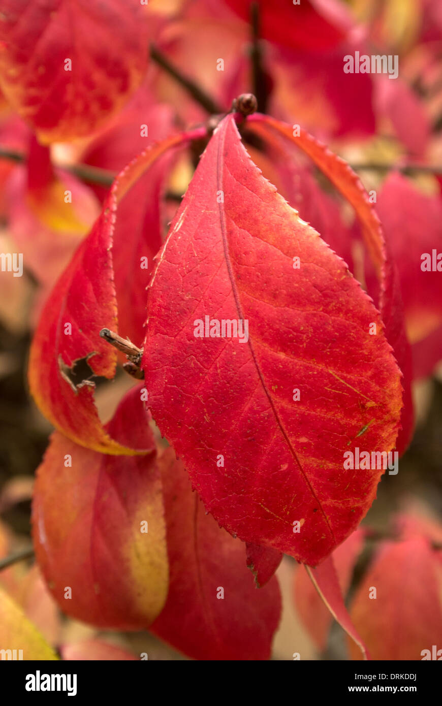 Leaves burning bush shrub hi-res stock photography and images - Alamy
