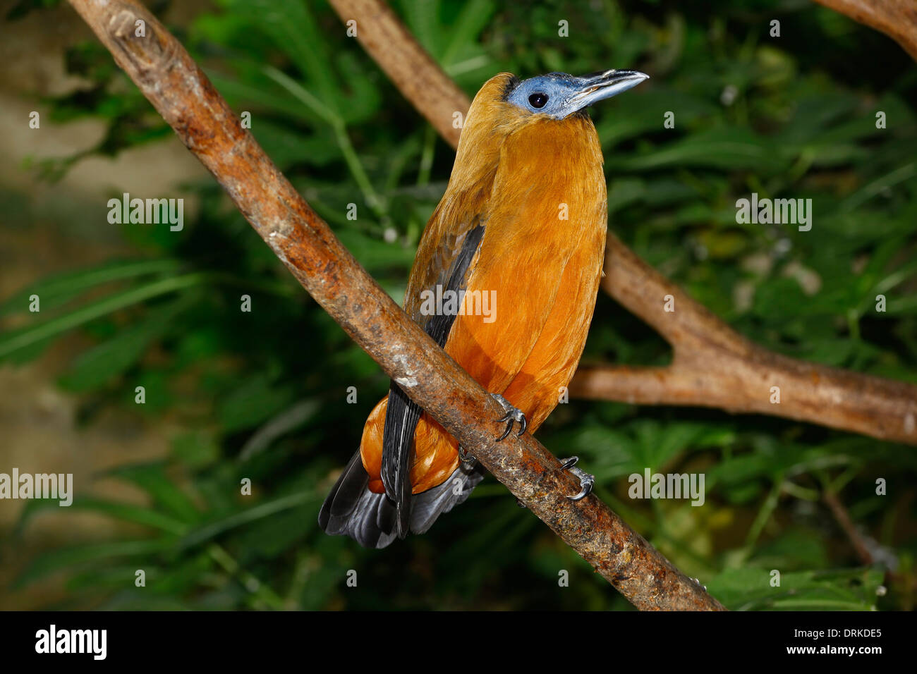 Capuchin bird hi-res stock photography and images - Alamy