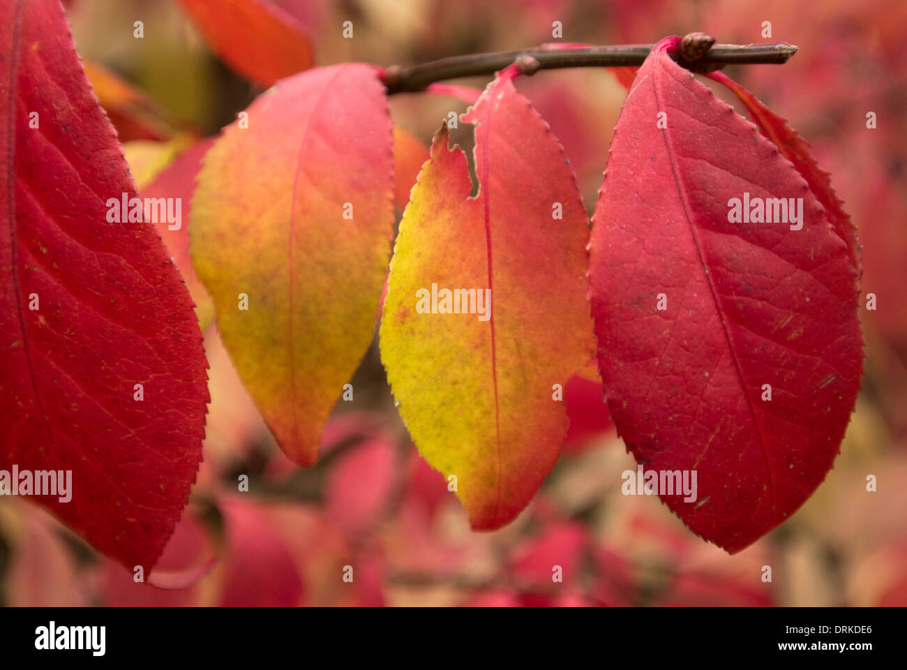 Fall leaf burning hi-res stock photography and images - Alamy