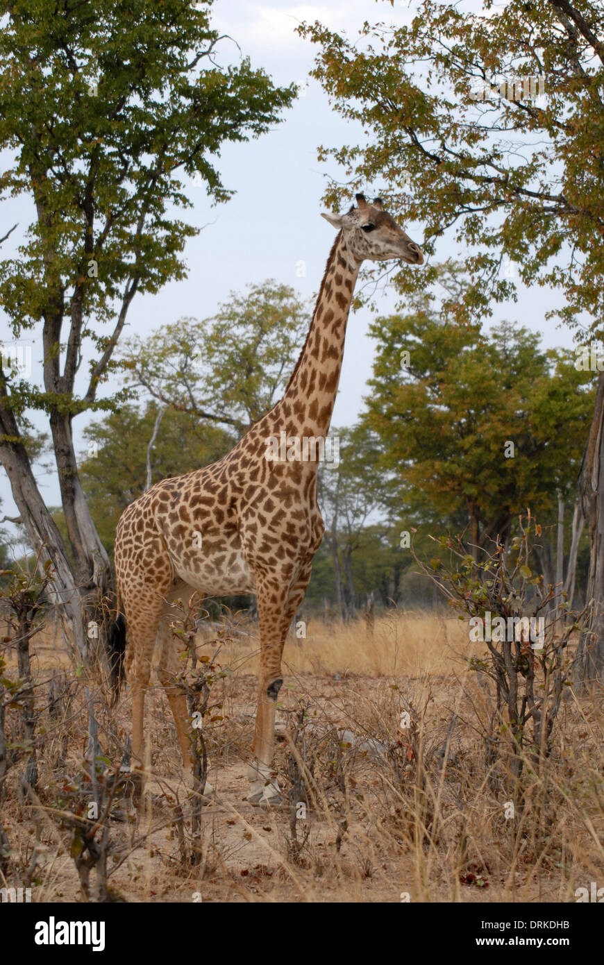 Giraffa camelopardalis thornicrofti hi-res stock photography and images ...