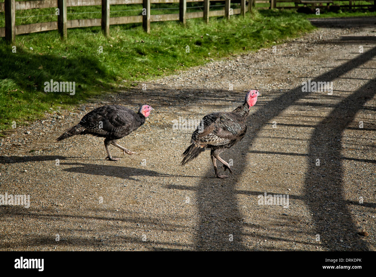 Gravel driveway uk hi-res stock photography and images - Alamy