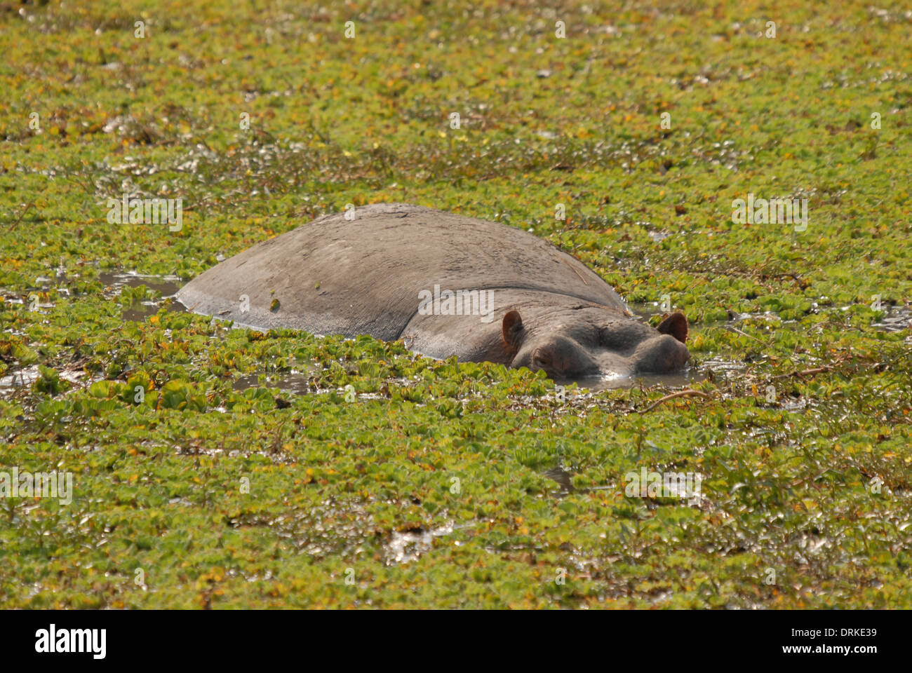 Hippopotamus (Hippopotamus amphibius) in a pond full of water hyacinth ...