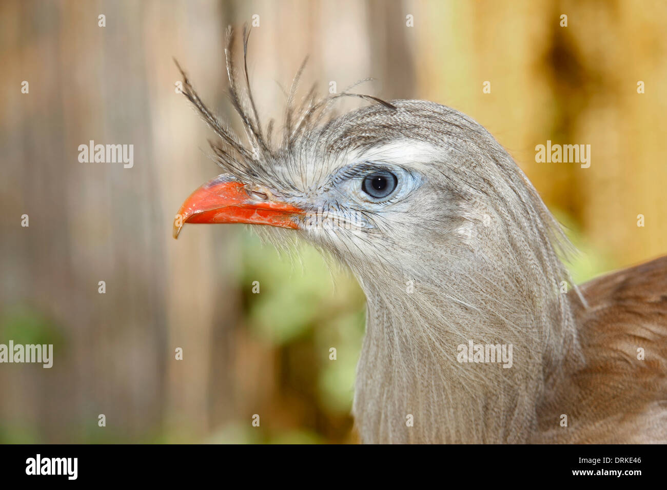 Red Legged Seriema (Cariama cristata Stock Photo - Alamy