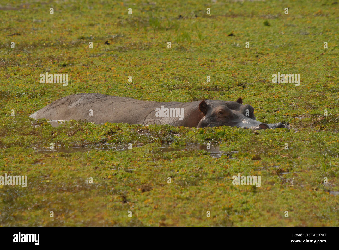 Hippopotamus (Hippopotamus amphibius) in a pond full of water hyacinth ...