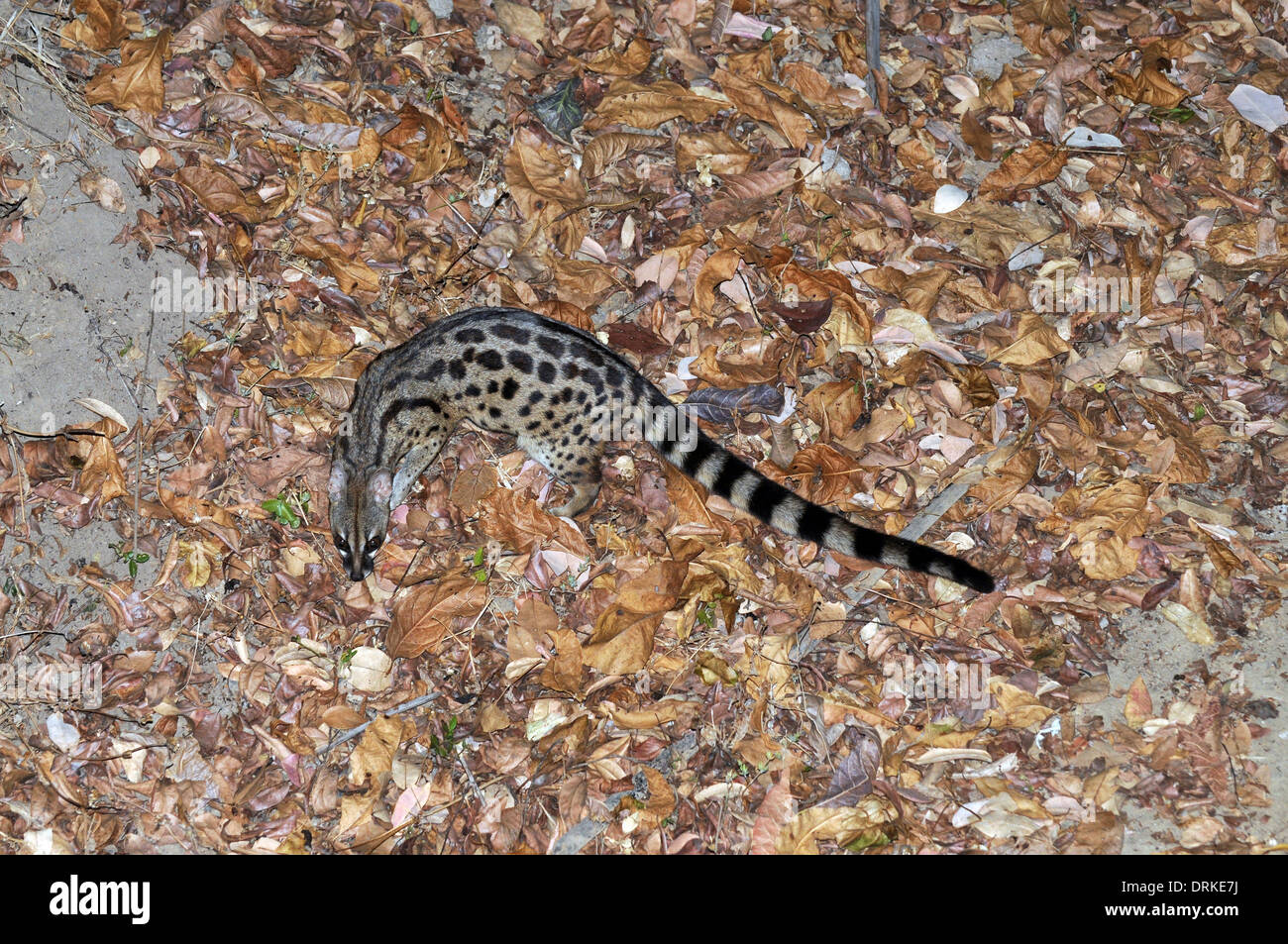 Large-spotted genet (Genetta tigrina). Also known as the blotched or ...