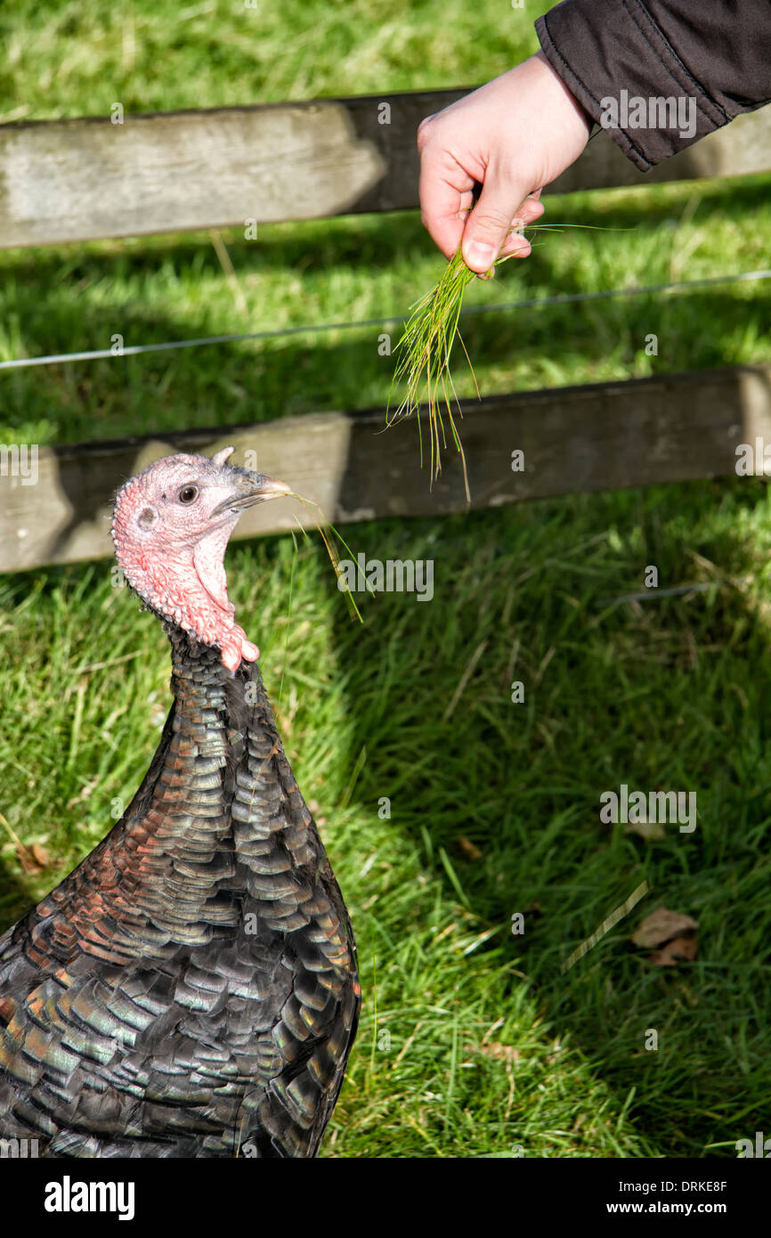 Turkey by a farm fence Stock Photo - Alamy